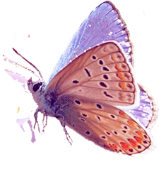 Kotimaiset liukuovikaapit ja tilanjakajat mittatilauksena ️- Inaria